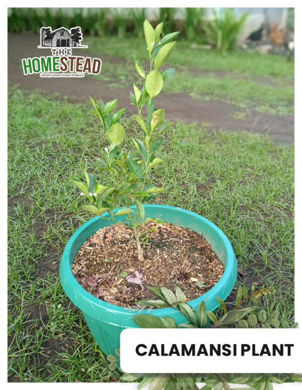 Calamansi Potted Plants – The Homestead