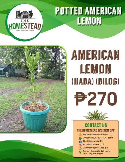 American Lemon Potted Plant – The Homestead