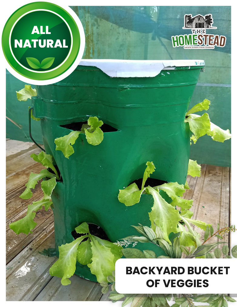 Backyard Bucket of Veggies – The Homestead